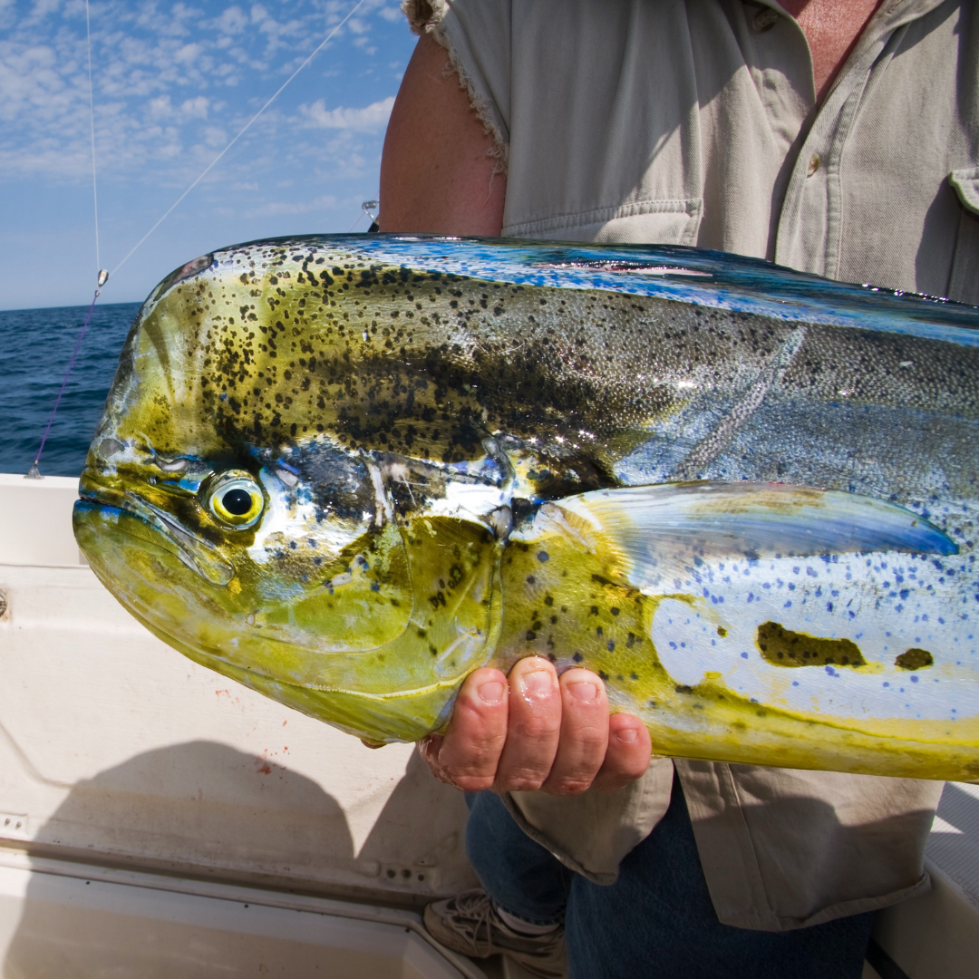 About Us – Fishcut Seafood