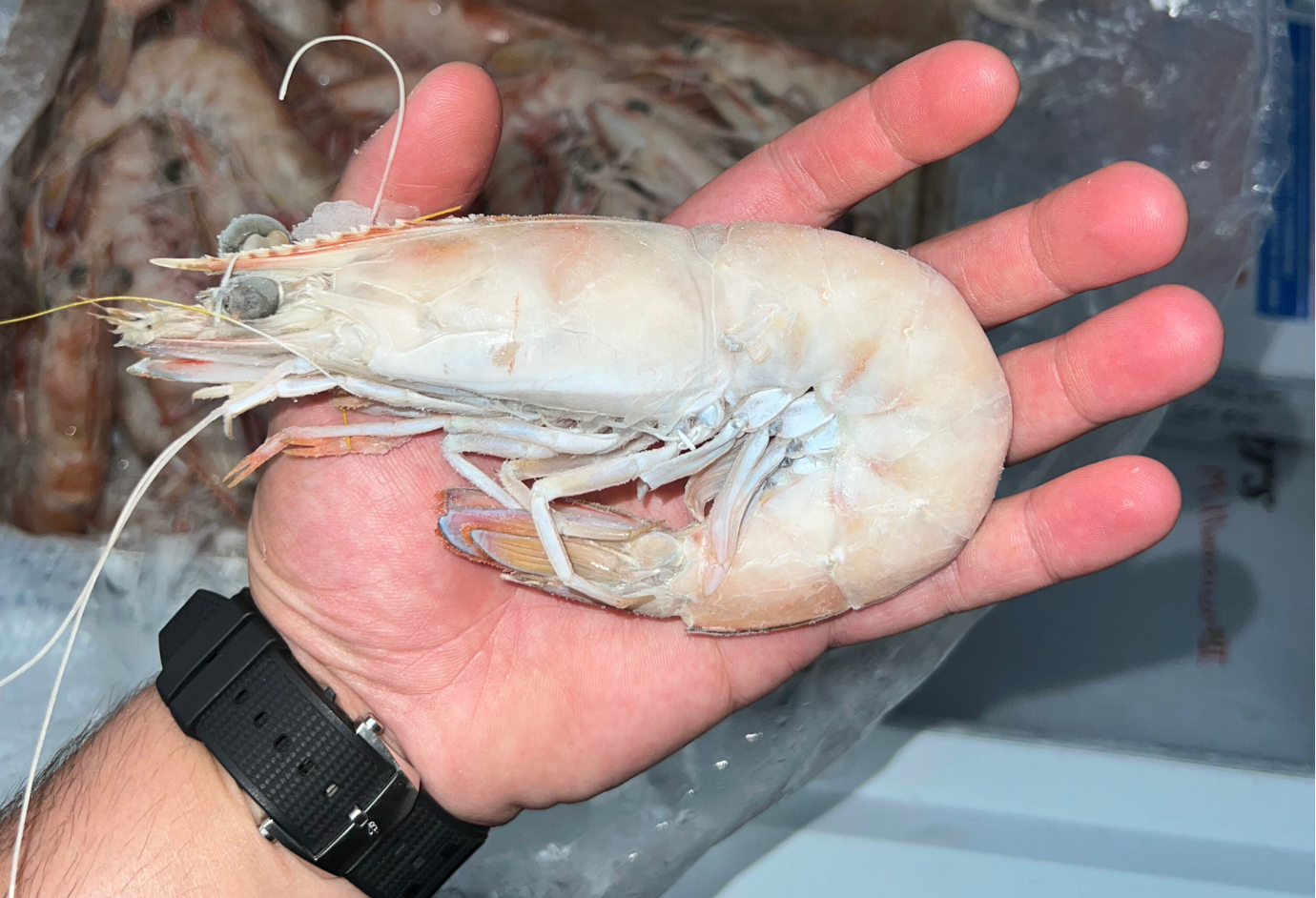 Jumbo Green Ocean King Prawns (500gr) – Fishcut Seafood